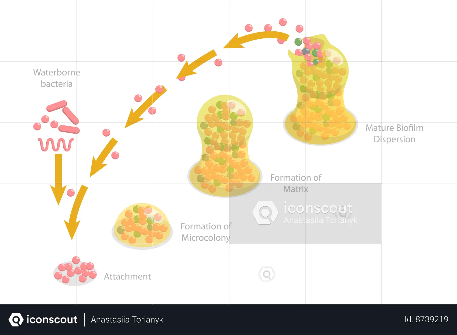 Best Biofilm Formation Stages Illustration download in PNG & Vector format