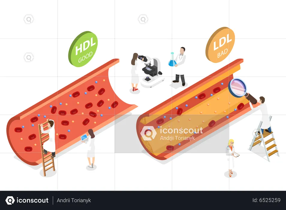 HDL Vs LDL Cholesterol Illustration - Free Download Business Illustrations | IconScout